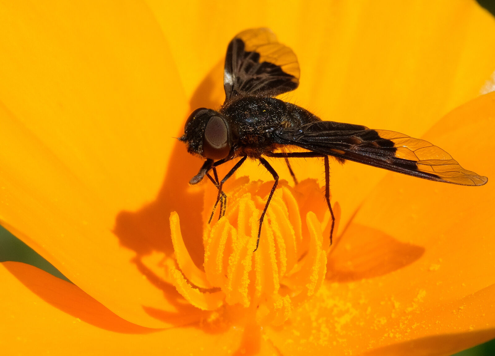 Thema: Biodiversität | ISOE Institut für sozial-ökologische Forschung